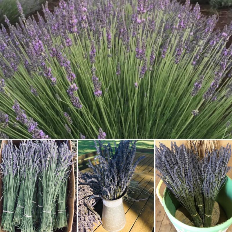 Lavender Flowers Buds ⋆ Spend With Us - Buy From a Bush Business ...