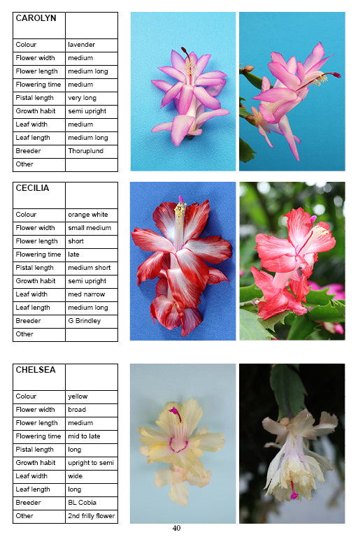 Growing Zygocactus (eBook) by Australian expert Tony Brindley ⋆ Spend ...