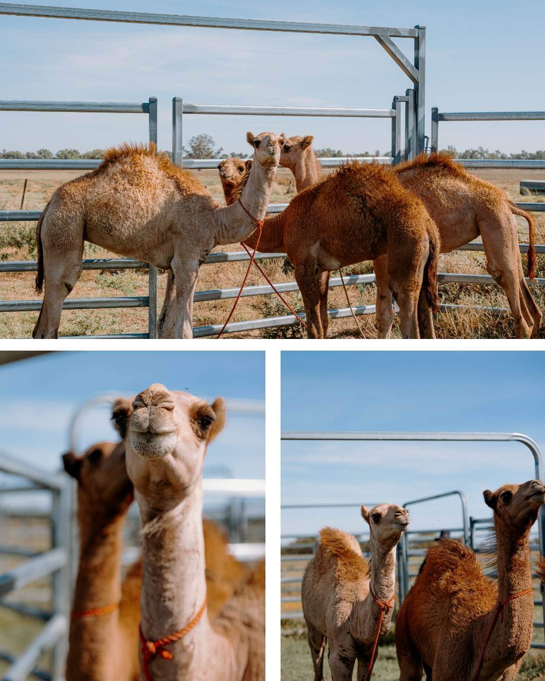 Camel Fibre Earrings *EXCLUSIVE* ⋆ Spend With Us - Buy From a Bush Business