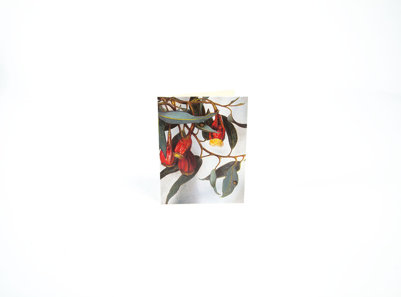 Bell Art - Boxed Gift Cards - Gum Bug Box ⋆ Spend With Us - Buy From a ...
