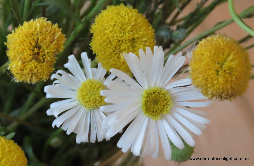 Paddock Posy 10 ( Yellow Billy Buttons & White Burr Daisy) Floral Wall ...