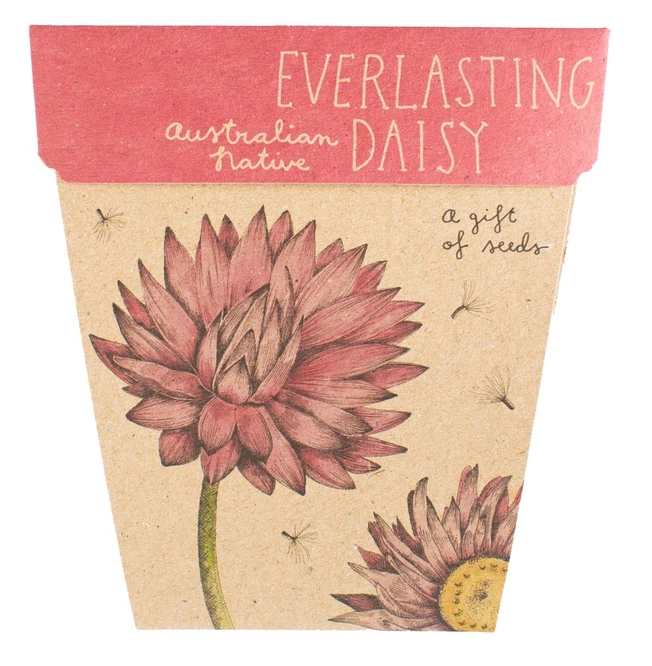 Everlasting Daisy Gift of Seeds (Australia Only) ⋆ Spend With Us - Buy ...