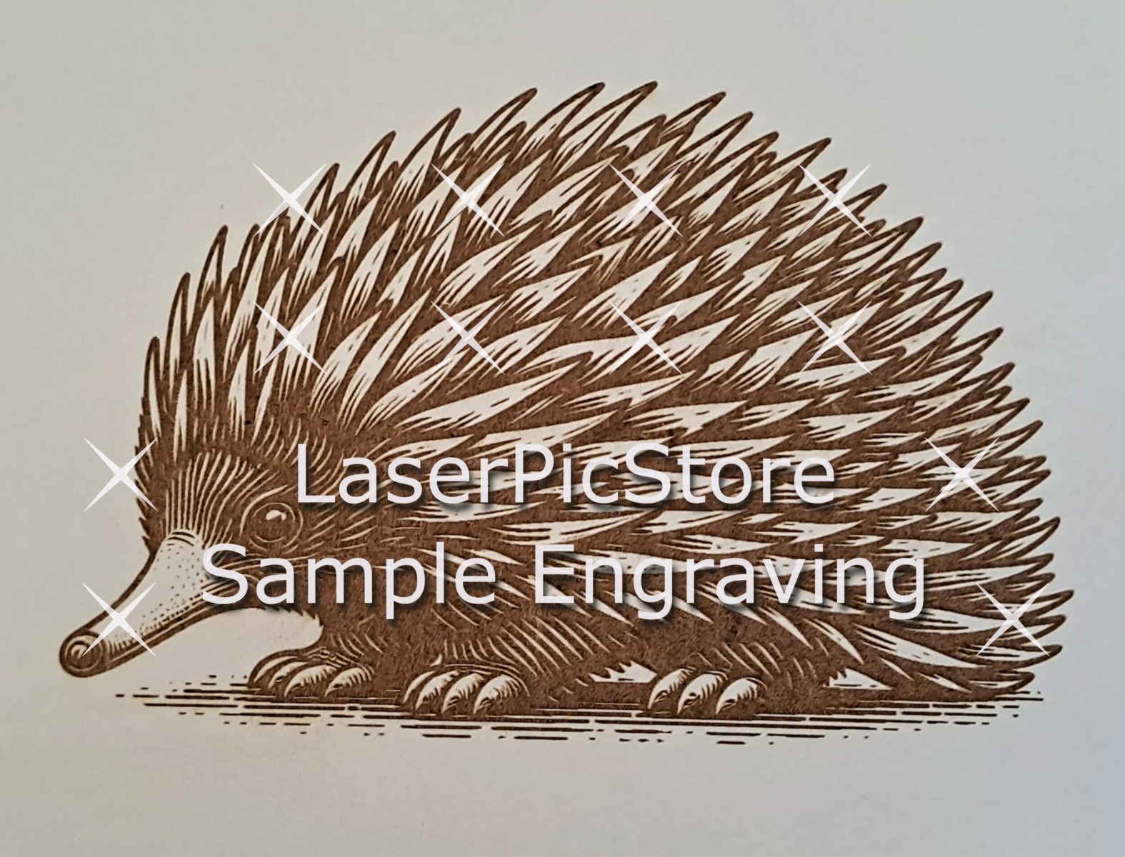 Echidna Vector File ⋆ Spend With Us - Buy From a Bush Business