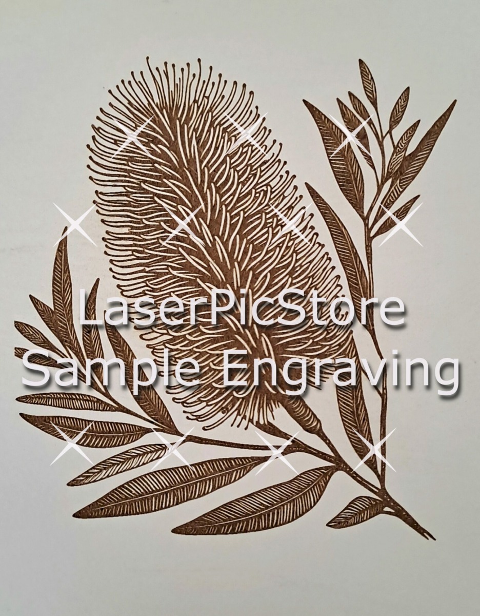 Banksia Vector File ⋆ Spend With Us - Buy From a Bush Business