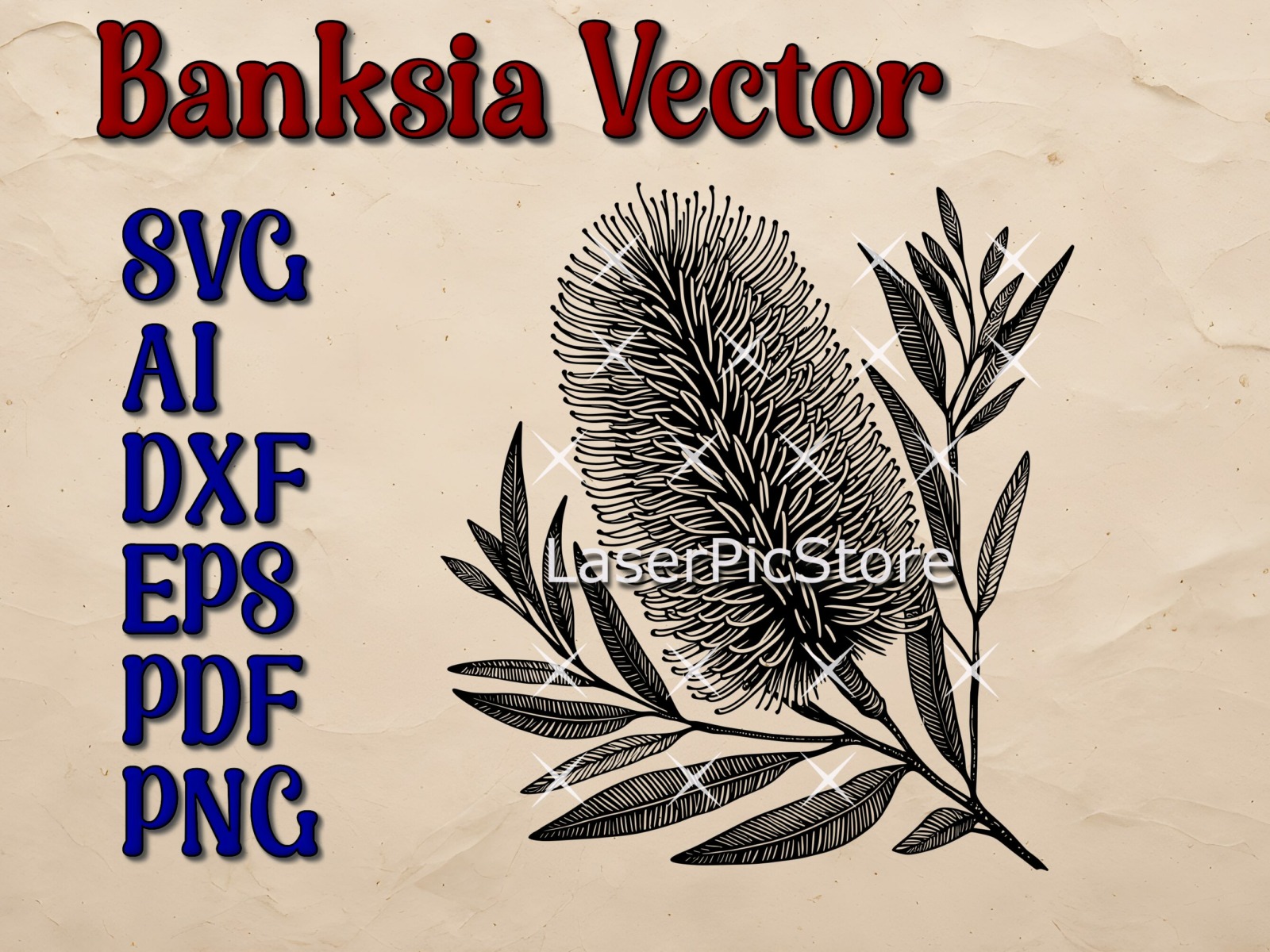 Banksia Vector File ⋆ Spend With Us - Buy From a Bush Business