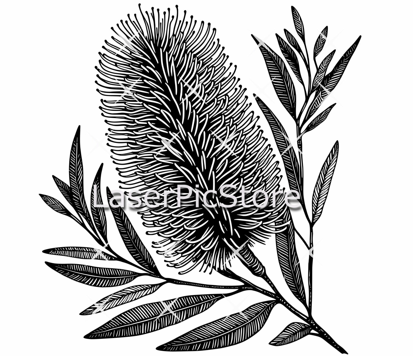 Banksia Vector File ⋆ Spend With Us - Buy From a Bush Business