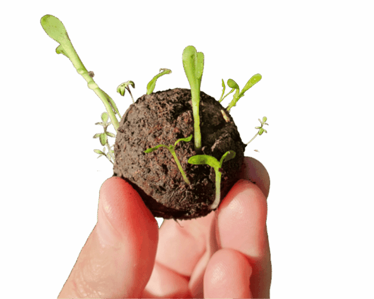 Native Seed Box - Bush Tucker Seed Collection ⋆ Spend With Us - Buy ...