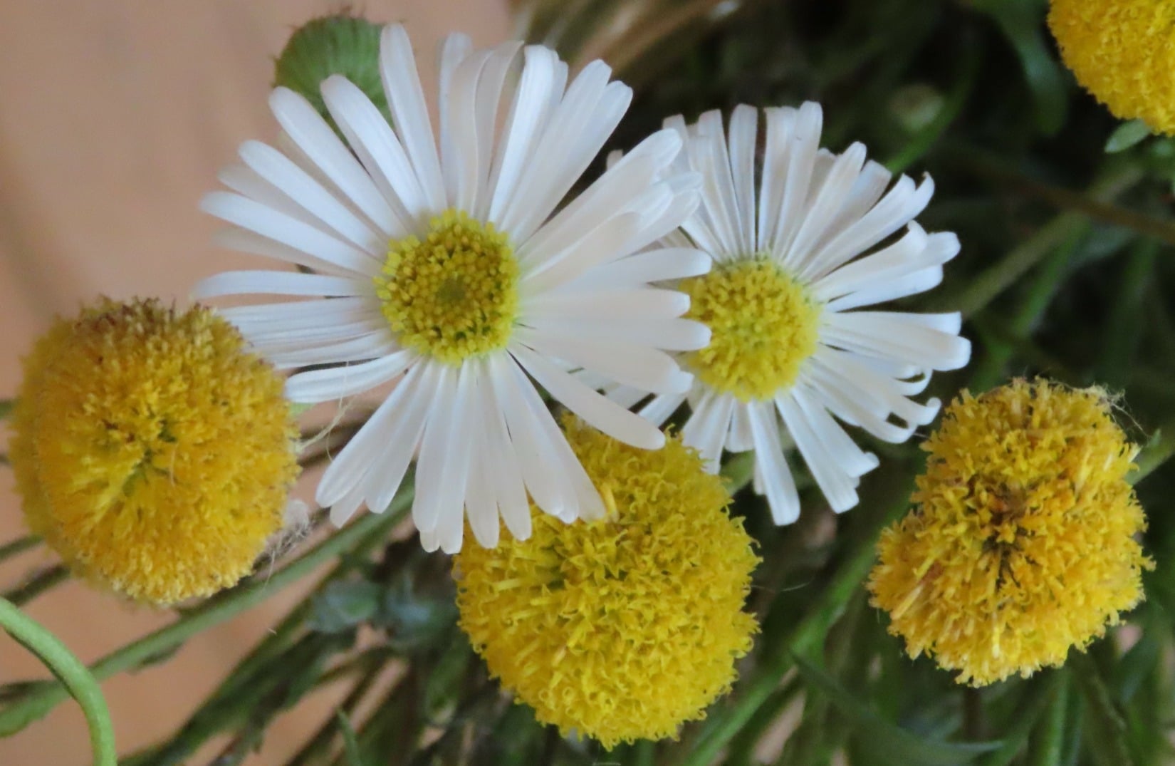 Paddock Posy 10 ( Yellow Billy Buttons & White Burr Daisy) Floral Wall ...